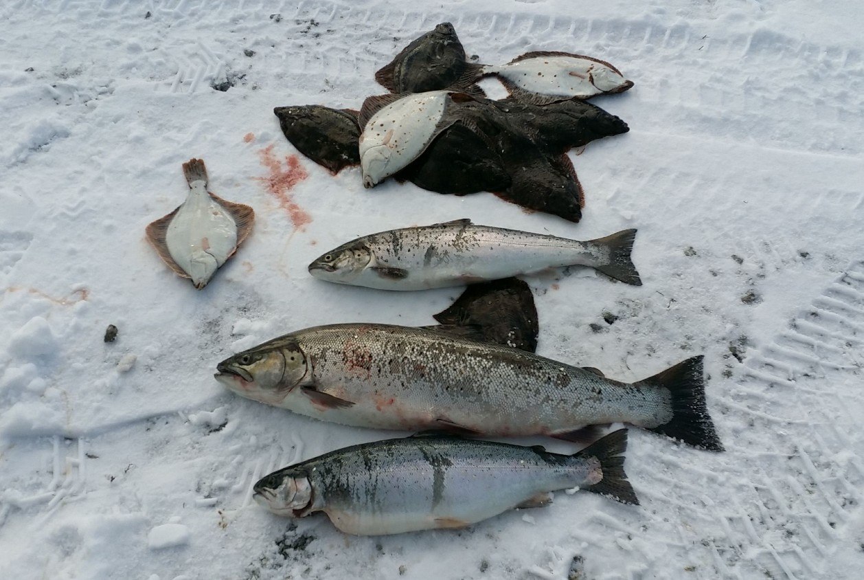 Sügisene meriforelli püük kalavõrguga Saaremaal - Fishing24 OÜ