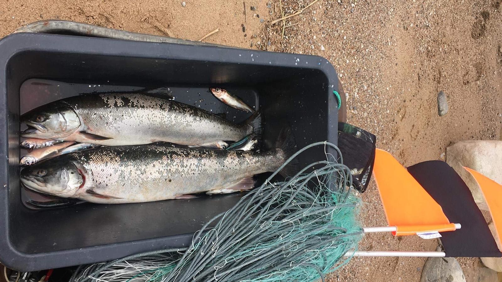 Varakevadine meriforelli püük nakkevõrguga peale jää minekut. - Fishing24